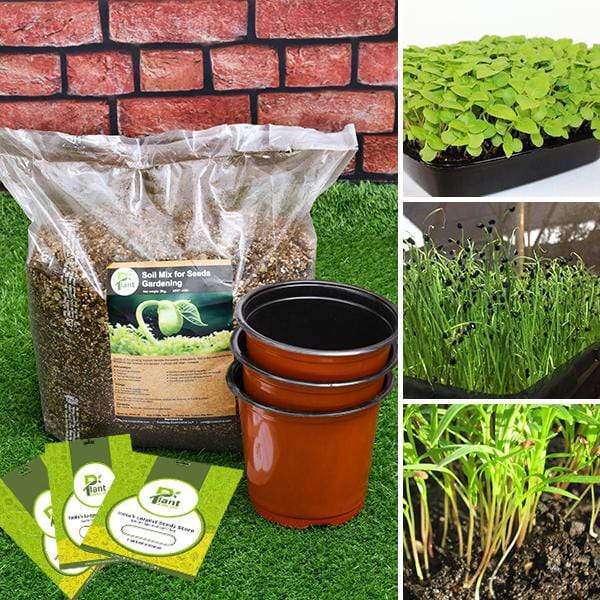 Buy Best 3 Microgreen Seeds - Kitchen Garden Pack online from ...