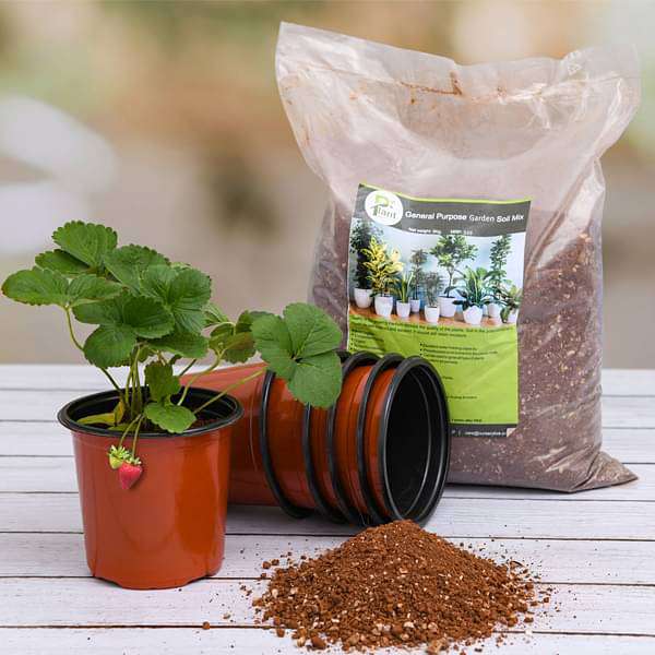 Buy Strawberry Gardening Kit online from Nurserylive at lowest price.