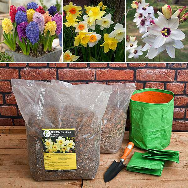 Buy Wonderful Winter Bulbs - Garden Pack online from Nurserylive at ...