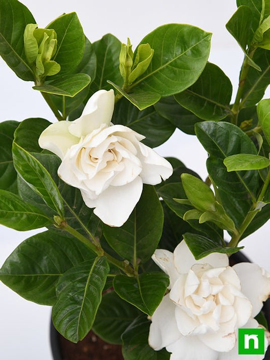 Buy Gardenia, Ananta - Plant online from Nurserylive at lowest price.