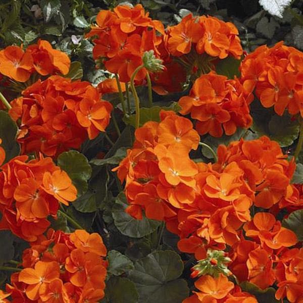 Buy Geranium Ivy, Geranium Creeper (Orange) - Plant online from ...