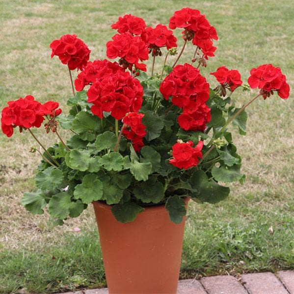 Buy Flowering Creepers online from Nurserylive at lowest price.