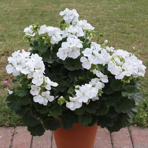 Buy Geranium Plants online from Nurserylive at lowest price.
