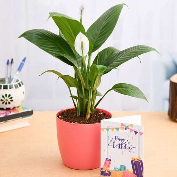 Buy Peace Lily Plants online from Nurserylive at lowest price.