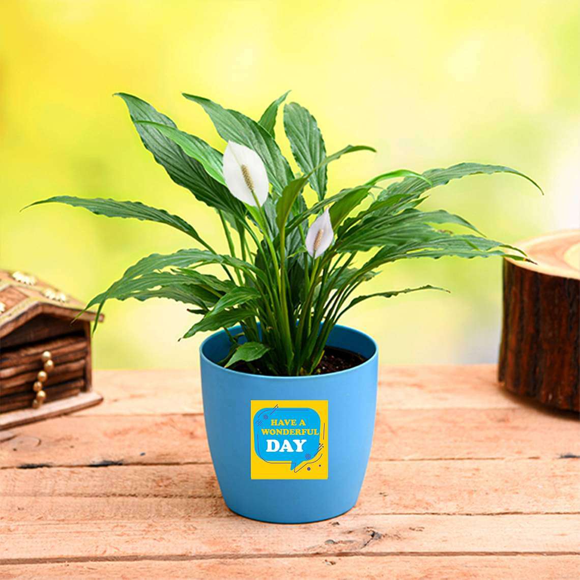 Buy Peace Lily for Wonderful Day - Gift Plant online from Nurserylive ...