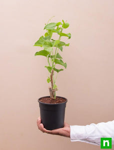 Buy Giloy Plant, Gulvel - Plant online from Nurserylive at lowest price.