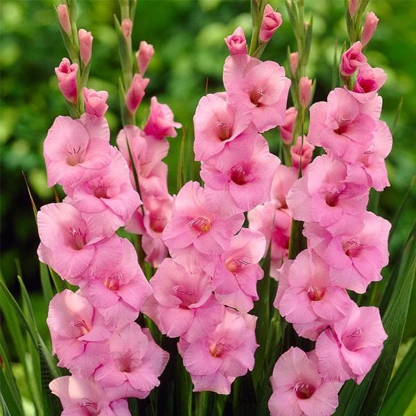 Buy Gladiolus Enchantress (Pink) - Bulbs (set of 10) online from ...