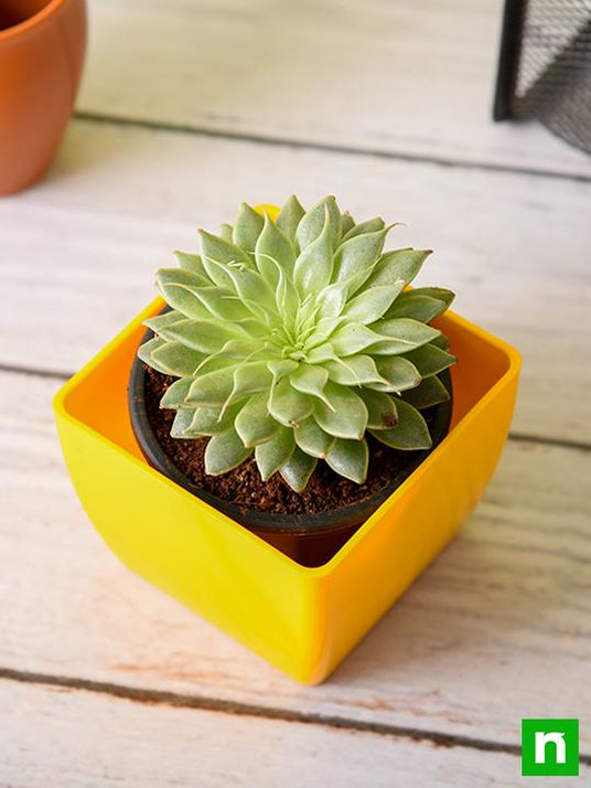 Buy Graptopetalum macdougallii, Laxmi Kamal, Lakshmi Kamal - Succulent ...