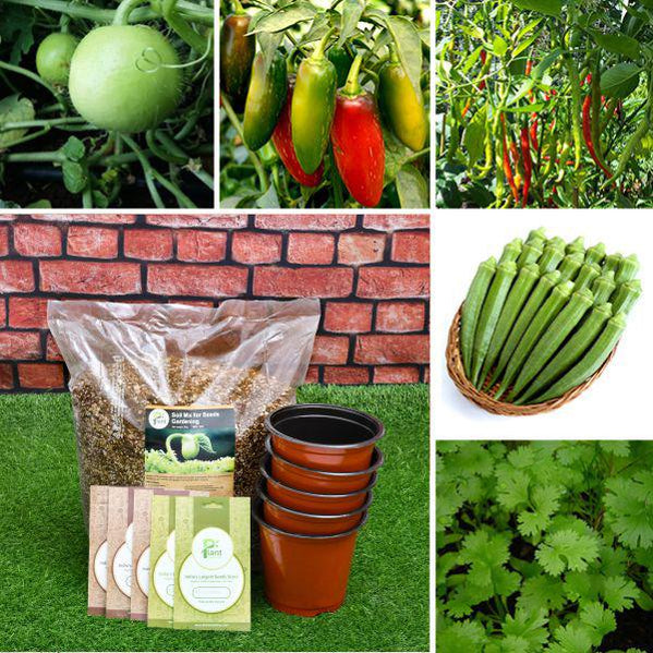 Buy Garden Kits online from Nurserylive at lowest price.