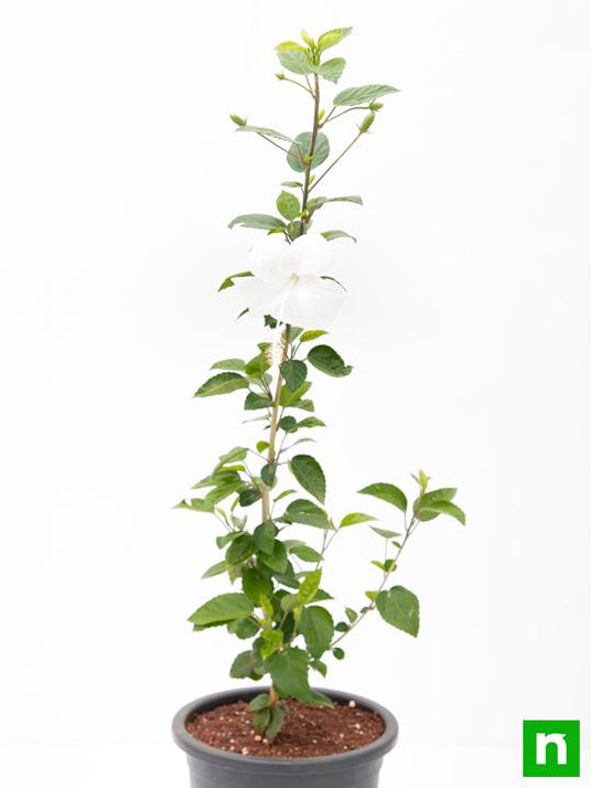 Buy Hibiscus, Gudhal Flower (White) - Plant online from Nurserylive at ...