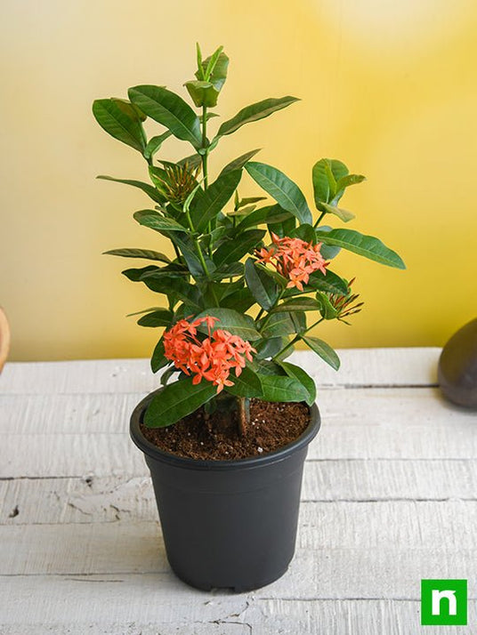 Buy Ixora dwarf (Orange) - Plant online from Nurserylive at lowest price.