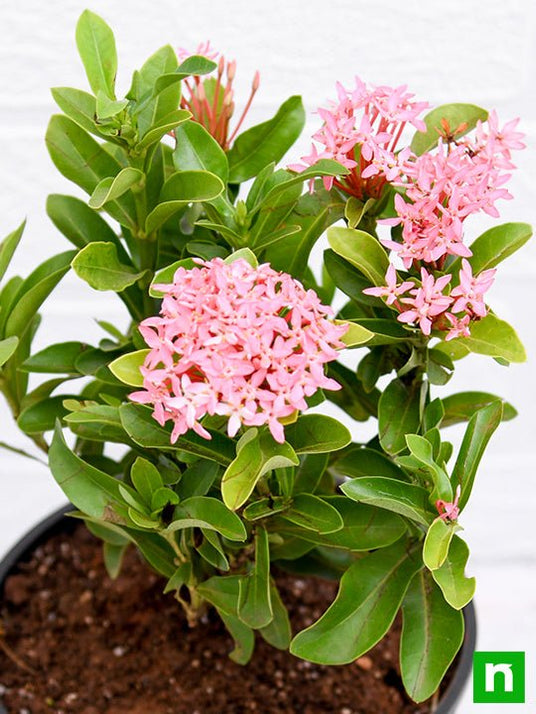 Buy Ixora Mini Dwarf (Pink) - Plant online from Nurserylive at lowest ...