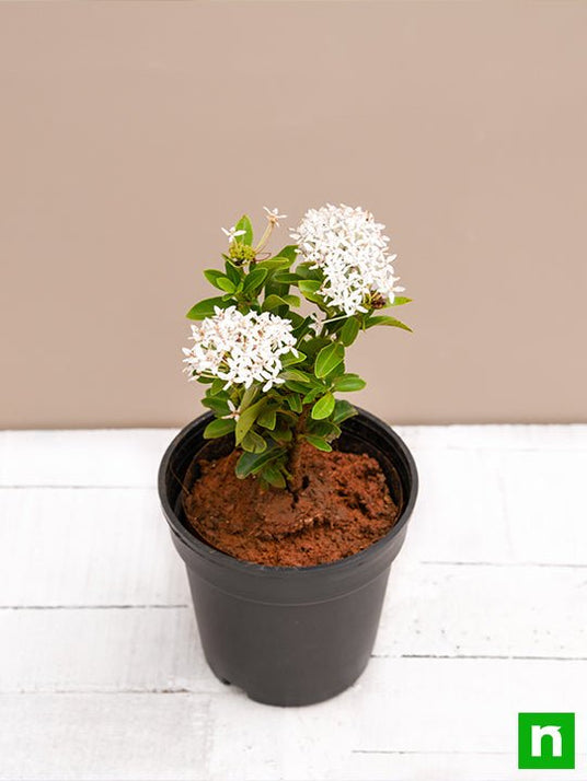 Buy Ixora Mini Dwarf (White) - Plant online from Nurserylive at lowest ...