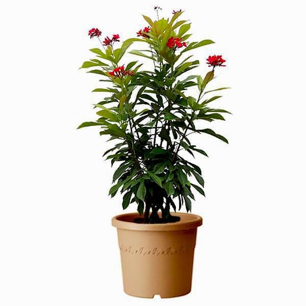 Buy Jatropha Red - Plant online from Nurserylive at lowest price.