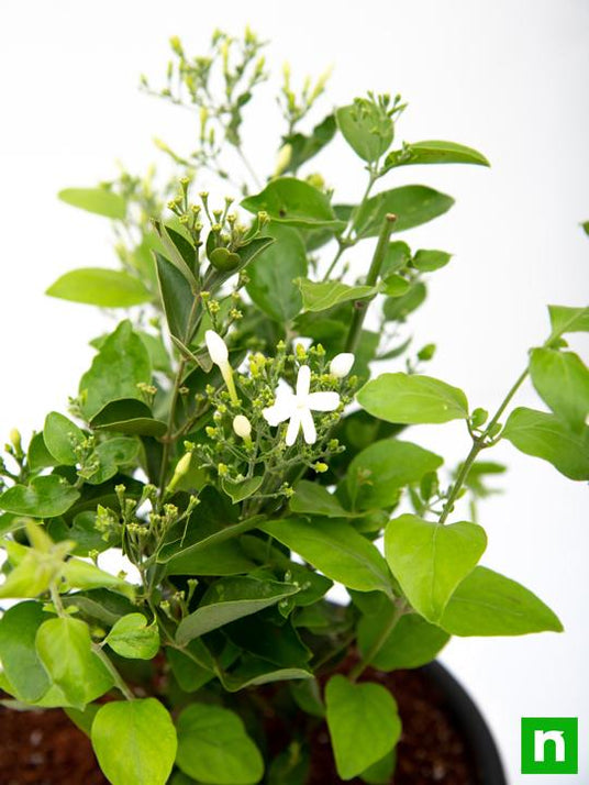 Buy Juhi, Jasminum Auriculatum - Plant online from Nurserylive at ...