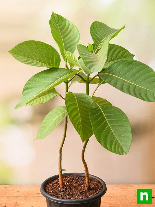 Buy Kadam Tree, Kadamb - Plant online from Nurserylive at lowest price.