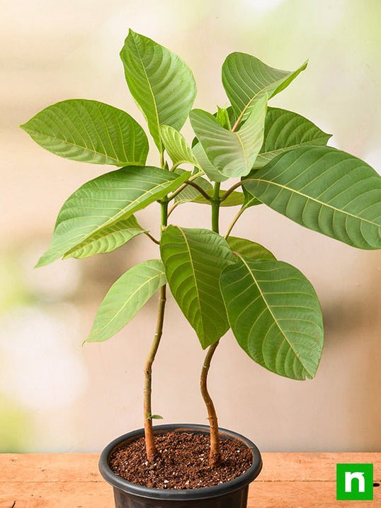Buy Avenue Trees online from Nurserylive at lowest price.