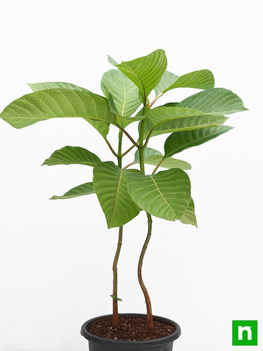 Buy Kadam Tree, Kadamb - Plant online from Nurserylive at lowest price.