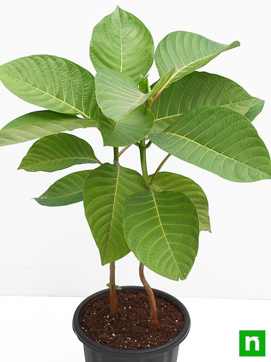 Buy Kadam Tree, Kadamb - Plant online from Nurserylive at lowest price.