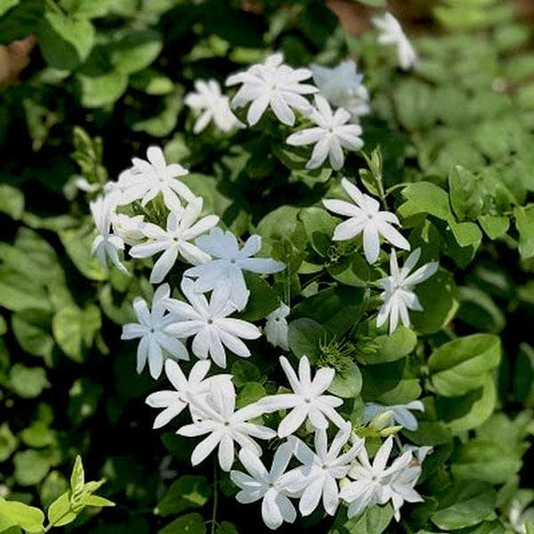 Buy Chameli Flower online from Nurserylive at lowest price.