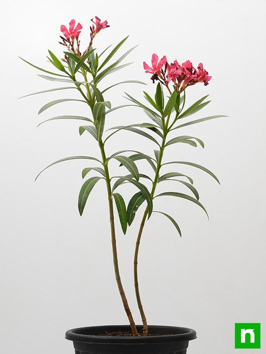 Buy Kaner, Nerium Oleander (Red, Single) - Plant online from ...