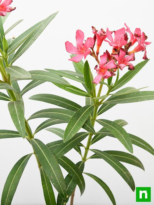 Buy Kaner, Nerium Oleander (Red, Single) - Plant online from ...