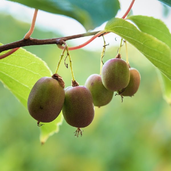 Buy Kiwi - Plant online from Nurserylive at lowest price.