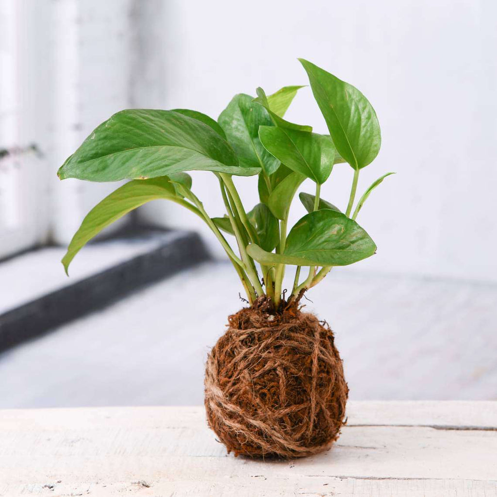 Buy Pack of 3 Trendy Moss Balls - Kokedama online from Nurserylive at ...