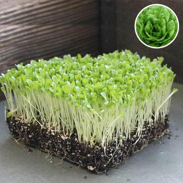 Buy Microgreen Seeds online from Nurserylive at lowest price.