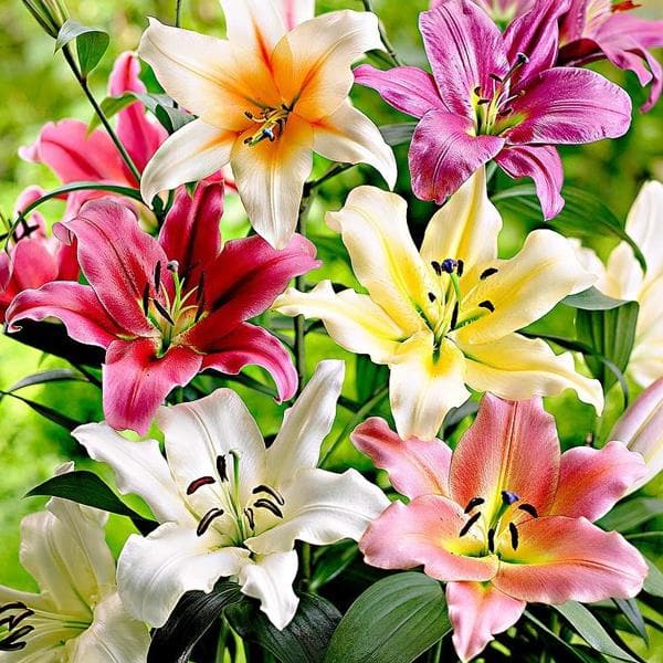 Buy Lilium (Mix Color) - Bulbs (set of 5) online from Nurserylive at ...