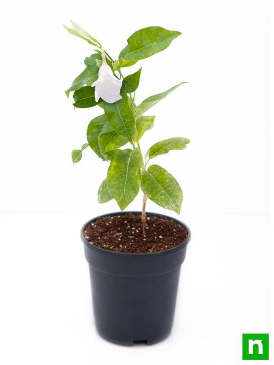 Buy Mandevilla (White) - Plant online from Nurserylive at lowest price.