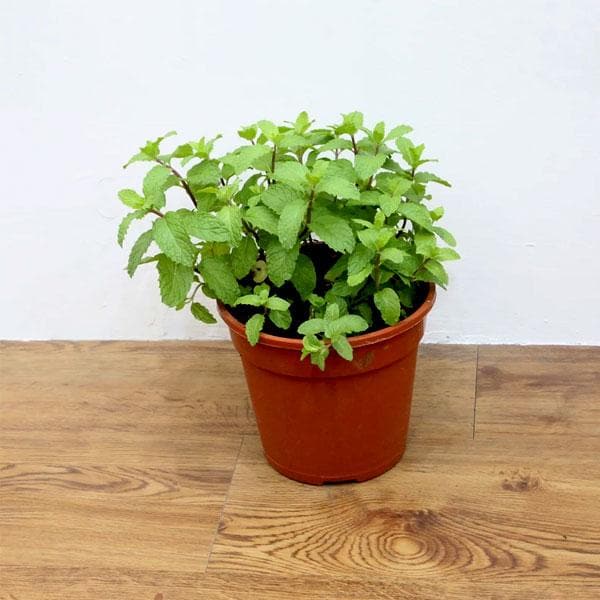 Buy Mentha Arvensis, Japanese Mint - Plant online from Nurserylive at ...