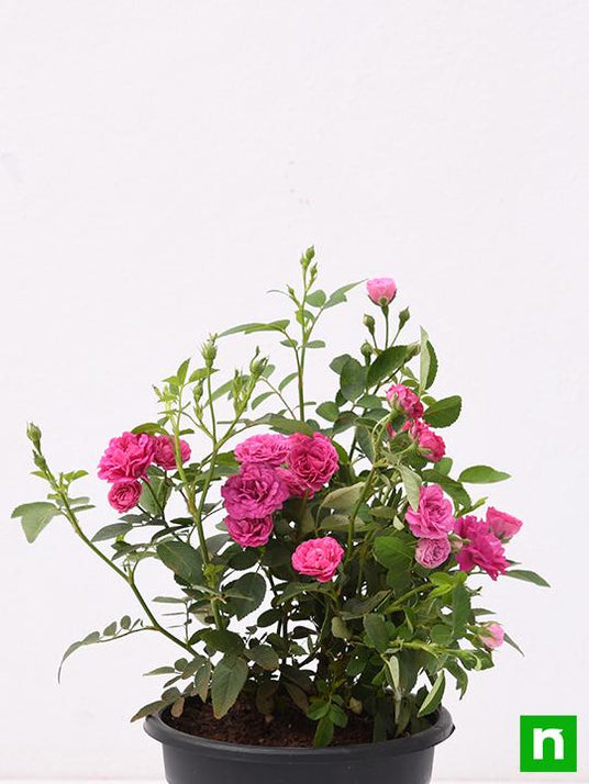 Buy Miniature Rose, Button Rose (Any Color) - Plant online from ...