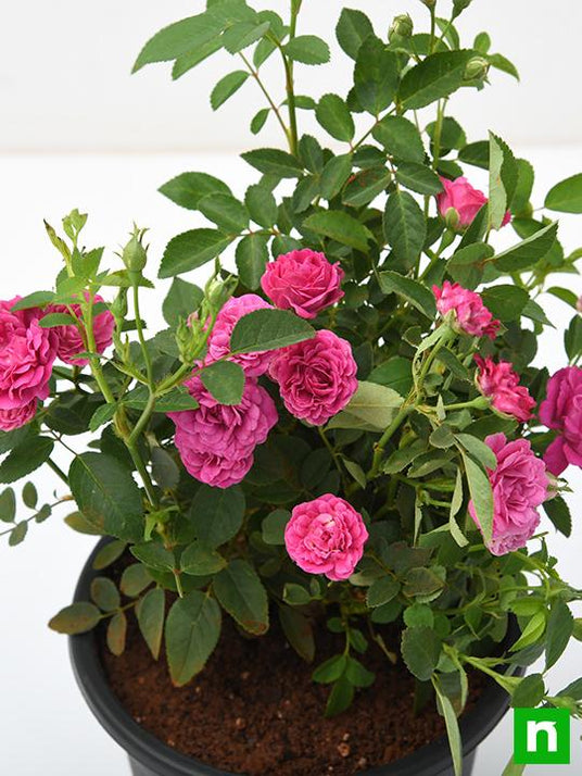 Buy Miniature Rose, Button Rose (Any Color) - Plant online from ...