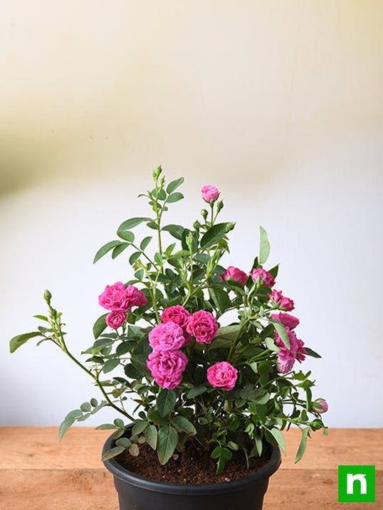Buy Rose Plants online from Nurserylive at lowest price.
