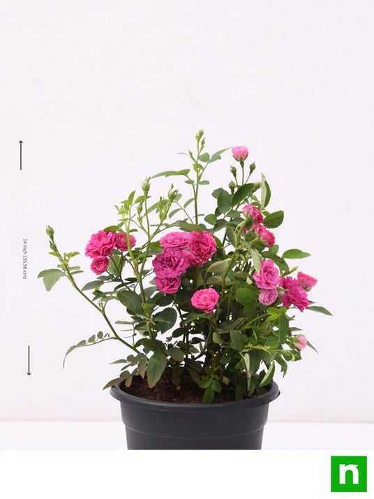 Buy Miniature Rose, Button Rose (Pink) - Plant online from Nurserylive ...