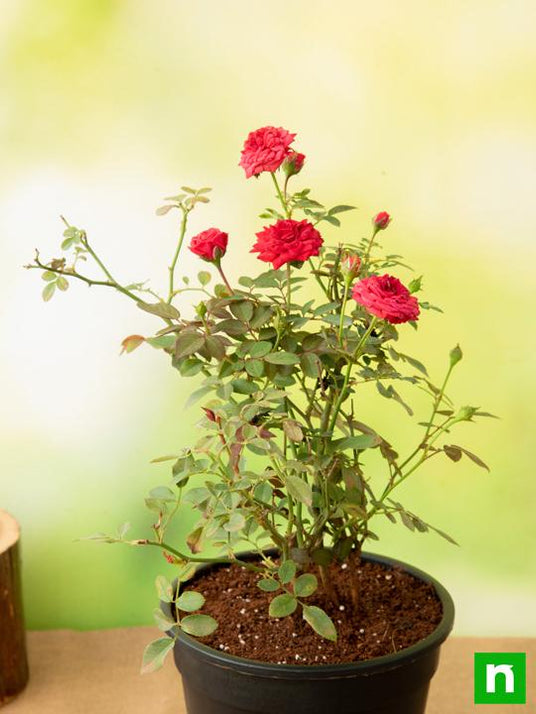 Buy Miniature Rose, Button Rose (Red) - Plant online from Nurserylive ...