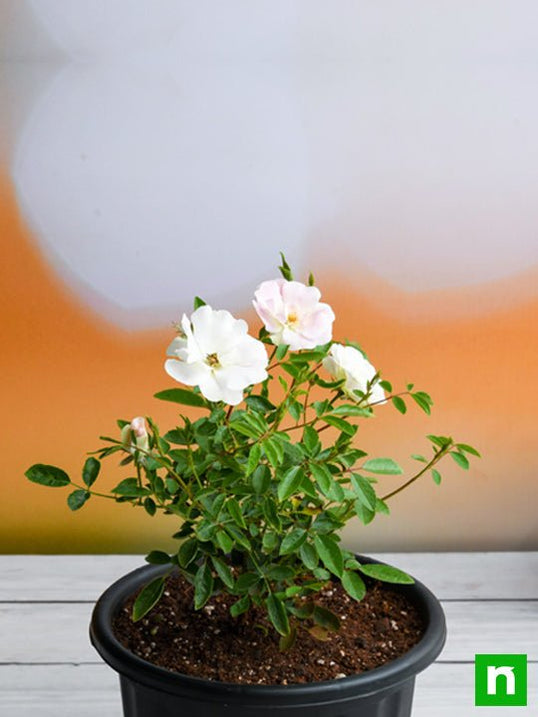 Button Rose: The Charming Miniature Rose Plant for Your Garden ...