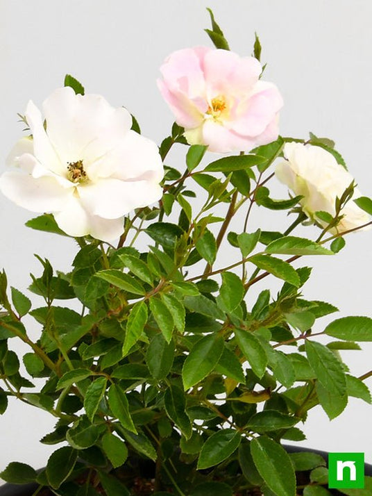 Buy Miniature Rose, Button Rose (White) - Plant online from Nurserylive ...