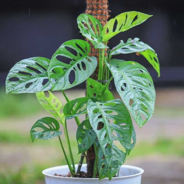 Buy Monstera Plants online from Nurserylive at lowest price.