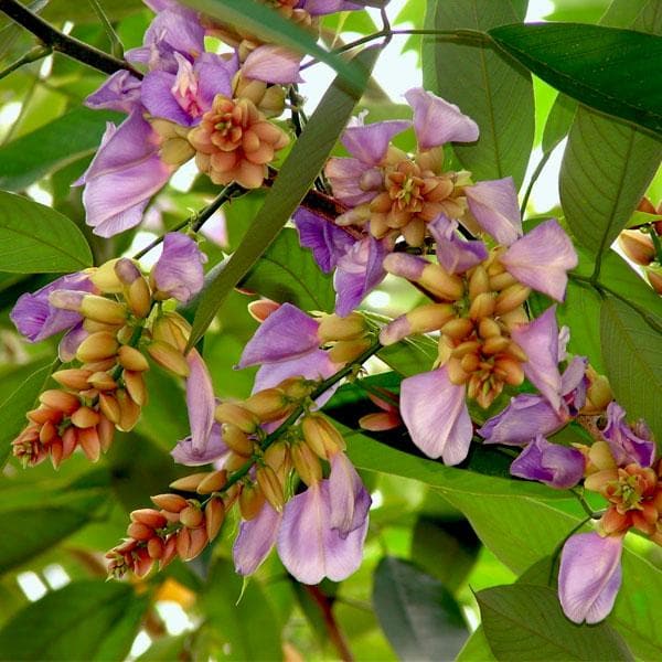 Buy Moulmein rosewood - Plant online from Nurserylive at lowest price.