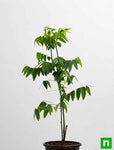 Buy Multivitamin,Thavasi Keerai - Plant online from Nurserylive at ...