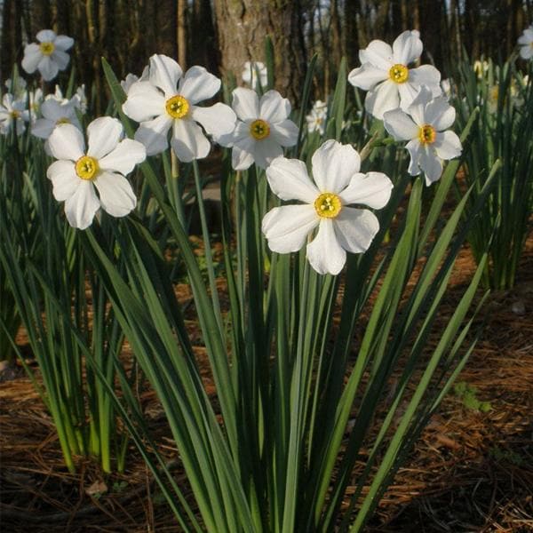 Buy Daffodil Poeticus, Nargis (White) - Bulbs (set of 5) online from ...