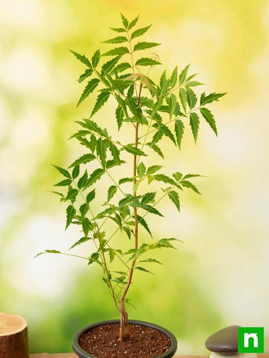 Buy Neem, Tree of Uttarabhadrapada Nakshatra, Pisces or Meen Rashi ...