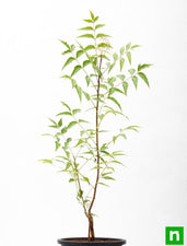 Buy Neem, Tree of Uttarabhadrapada Nakshatra, Pisces or Meen Rashi ...