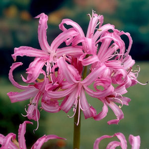 Buy Nerine Lily (Pink) - Bulbs (set of 5) online from Nurserylive at ...
