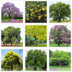 Buy Pack of 75 Native Tree Seeds of India online from Nurserylive at ...