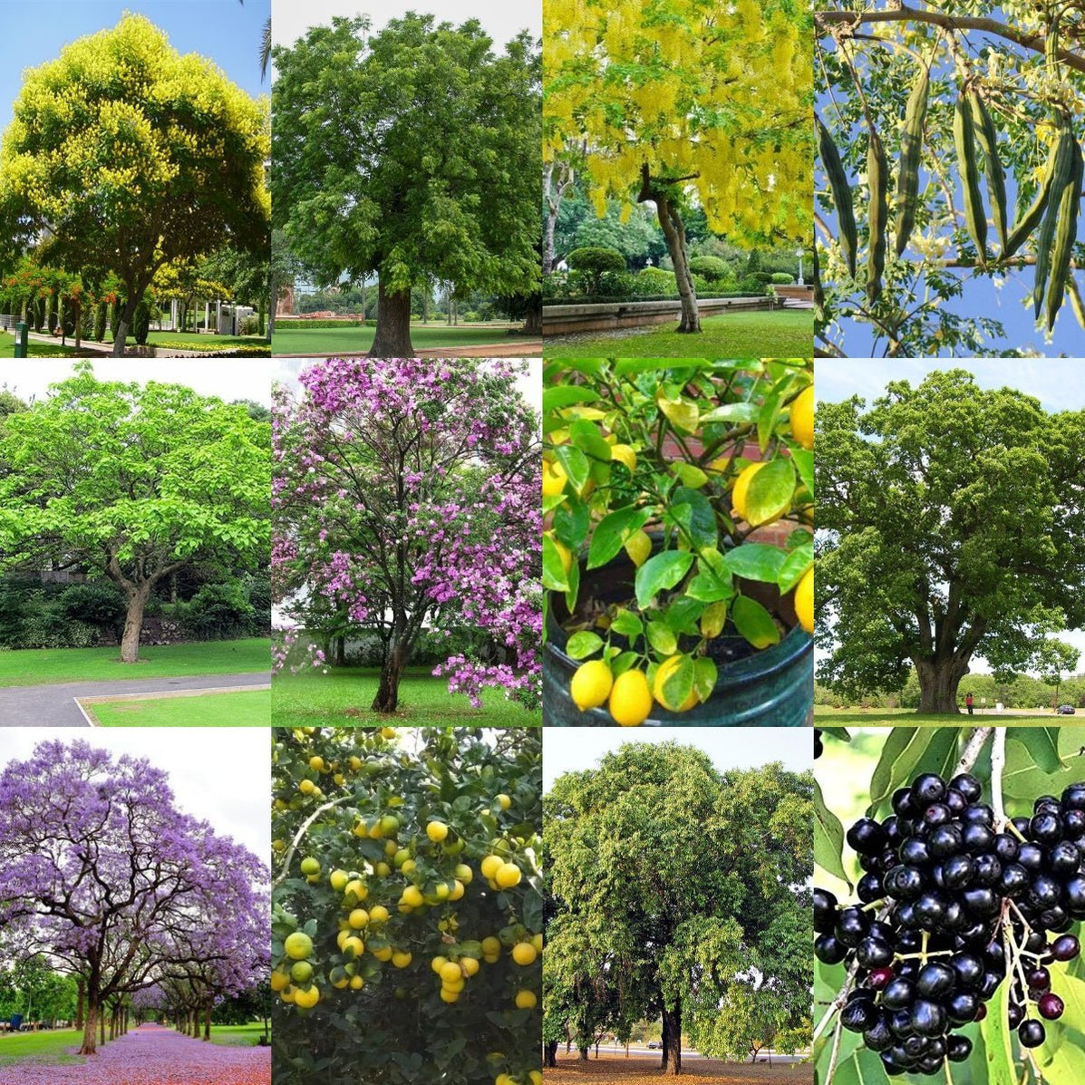 Buy Pack of 75 Native Tree Seeds of India online from Nurserylive at ...