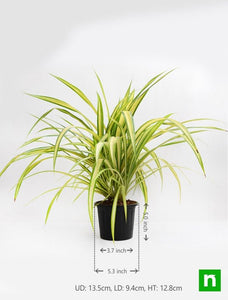 Buy Pandanus Variegated (Golden) - Plant online from Nurserylive at ...