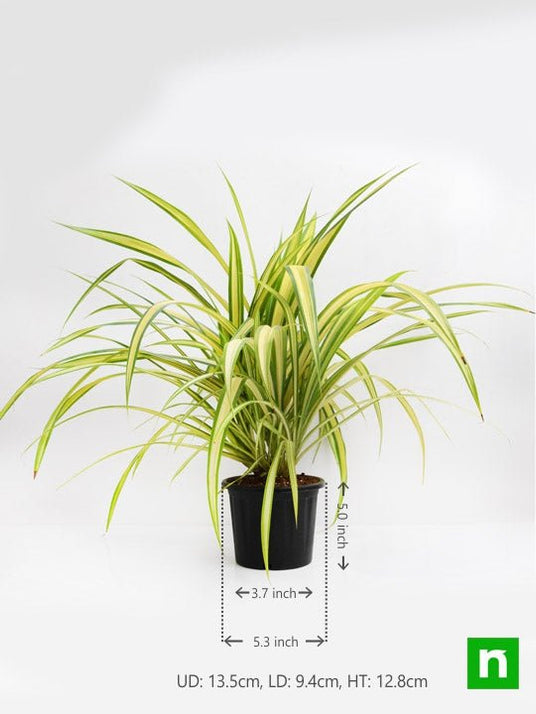 Buy Pandanus Variegated (Golden) - Plant online from Nurserylive at ...
